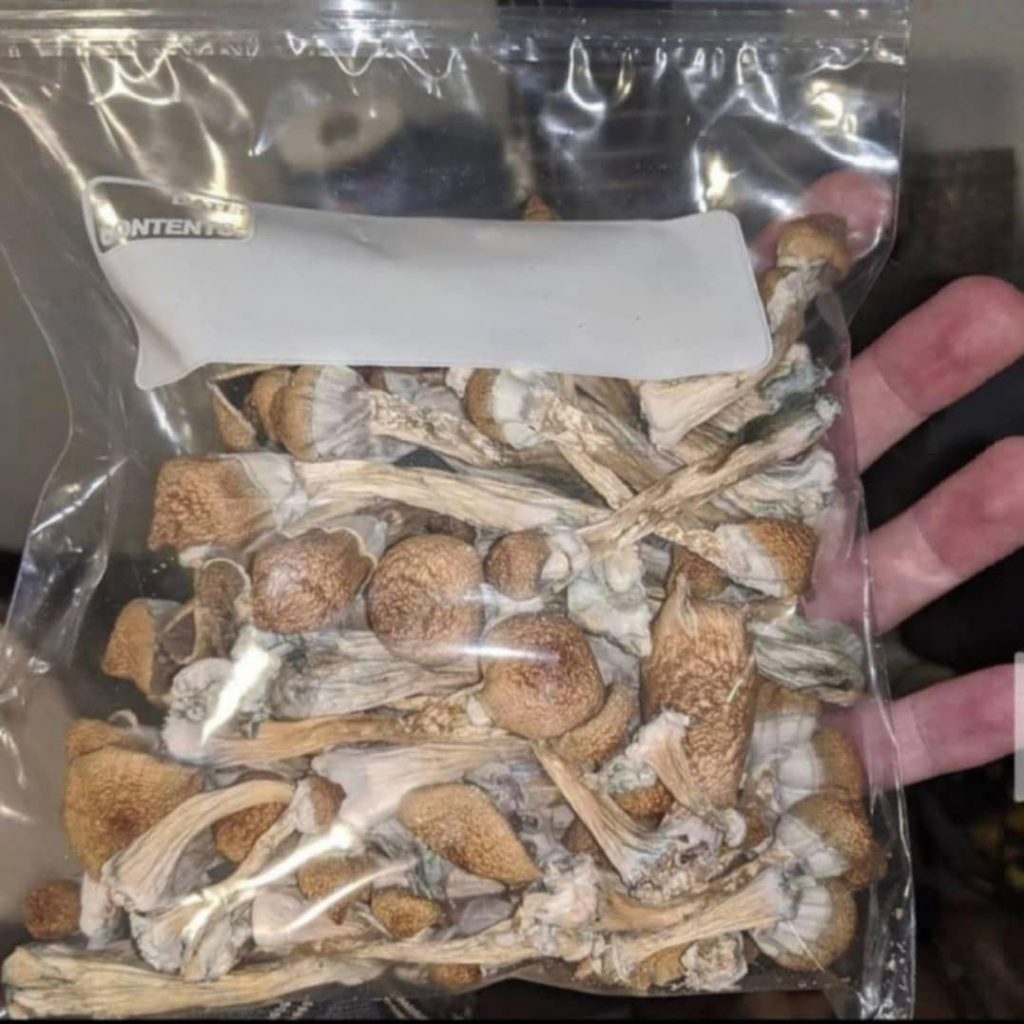 psilocybin mushrooms for sale | telegram weed plugs