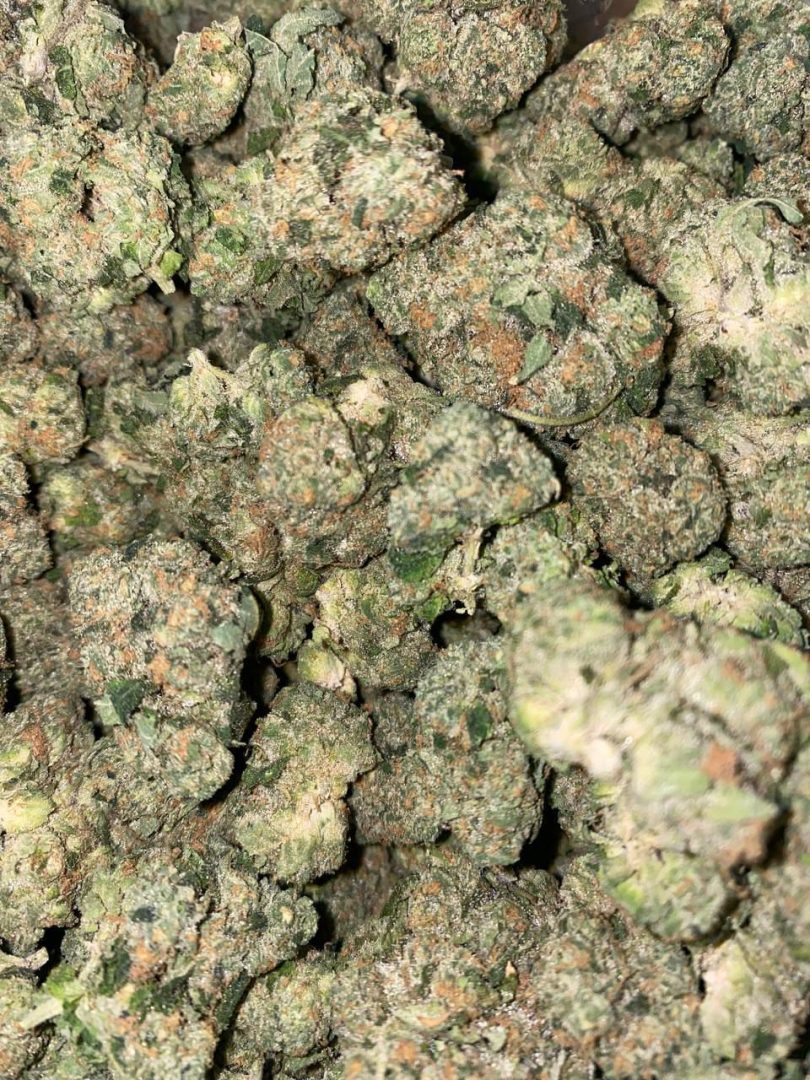 tropicana cookies strain | tropicana cookies weed strain